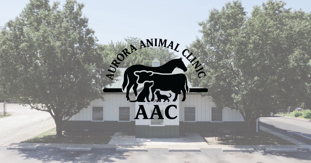 Join Our Team | Aurora Animal Clinic